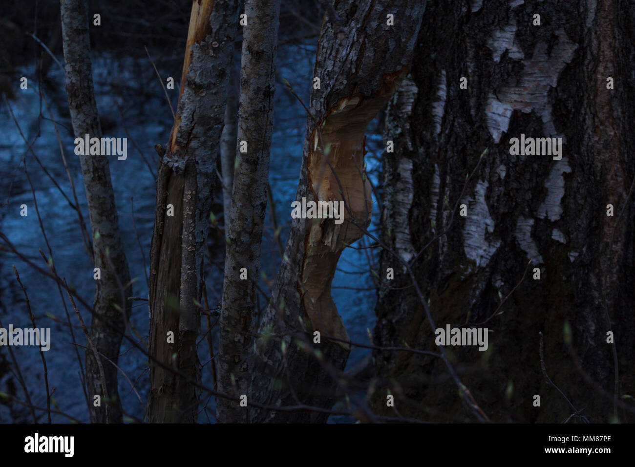 Tree eaten by beavers, next to a river in northern Sweden. River ...
