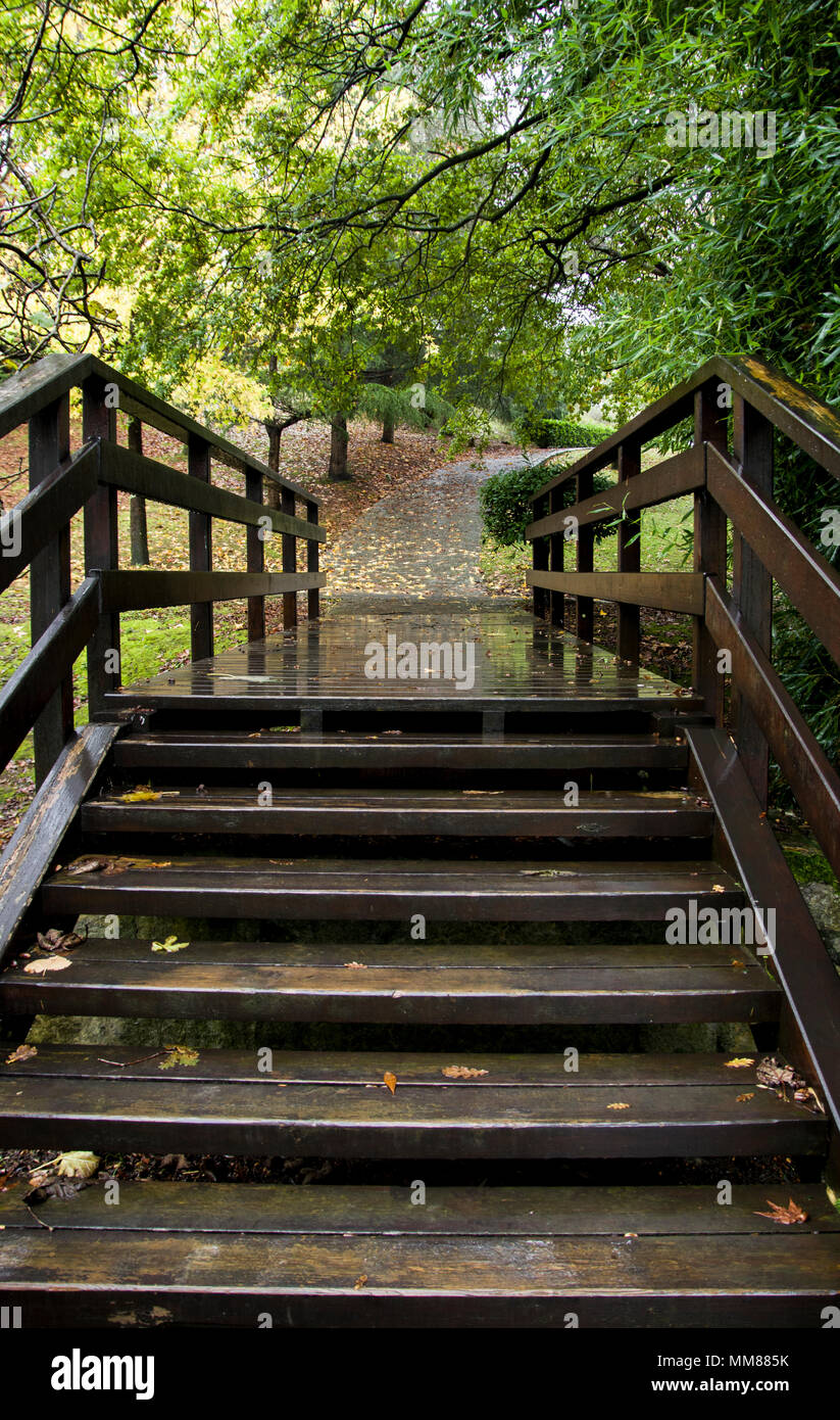 Wooden stairs in rain forest, Zamudio, Bizkaia, Basque Country, Spain ...