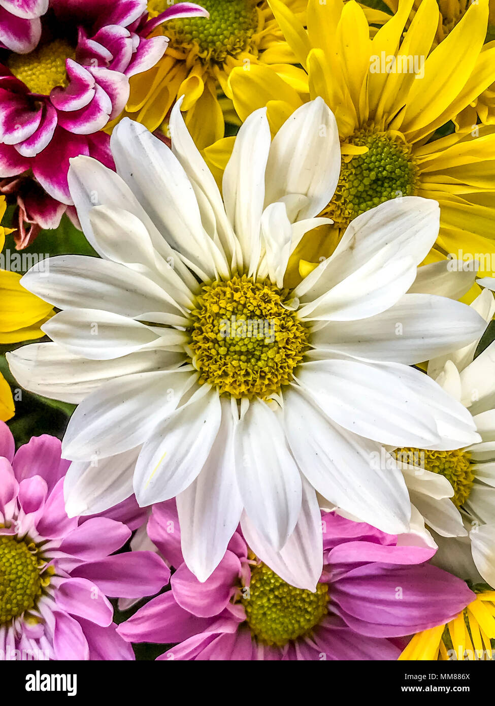 Daisy in flower arrangement with other colors Stock Photo - Alamy