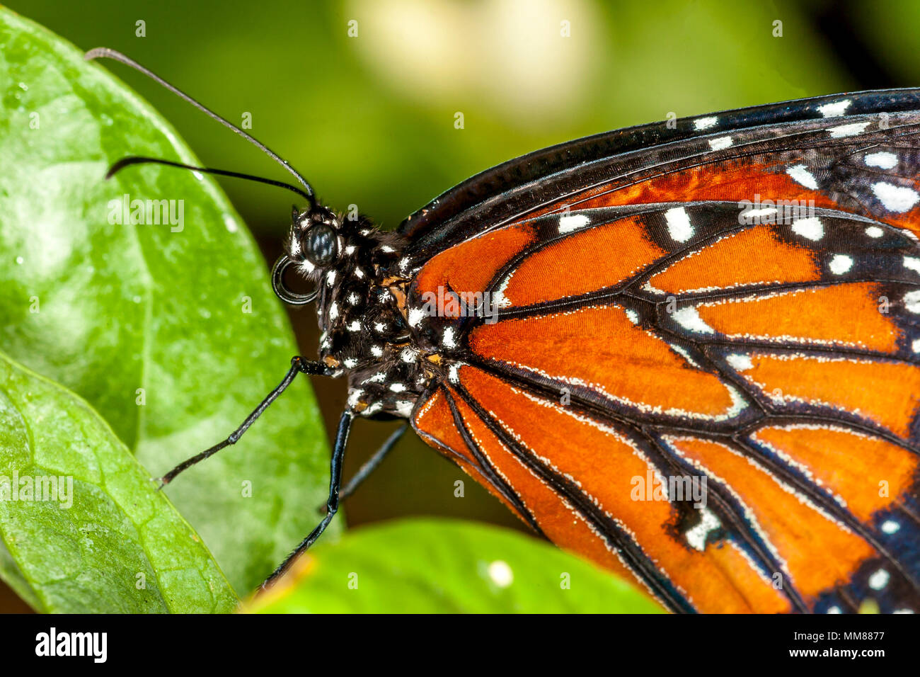 monarch butterfly,Danaus plexippus is a milkweed butterfly (subfamily ...