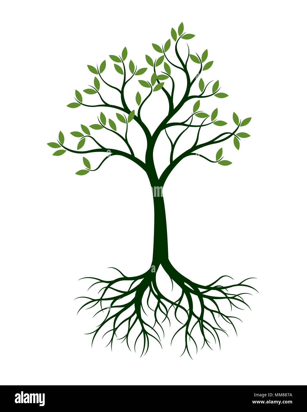 Tree Roots Underground