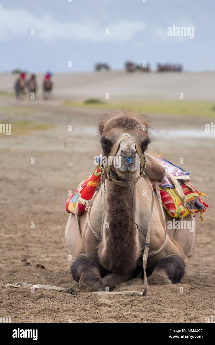Camel safari in Nubra valley in Ladakh, India Stock Photo - Alamy