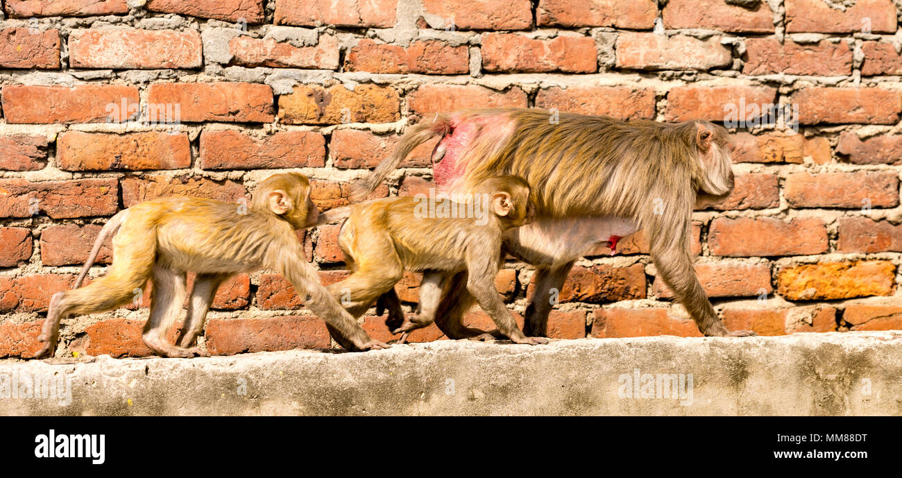 India monkeys road hi-res stock photography and images - Alamy