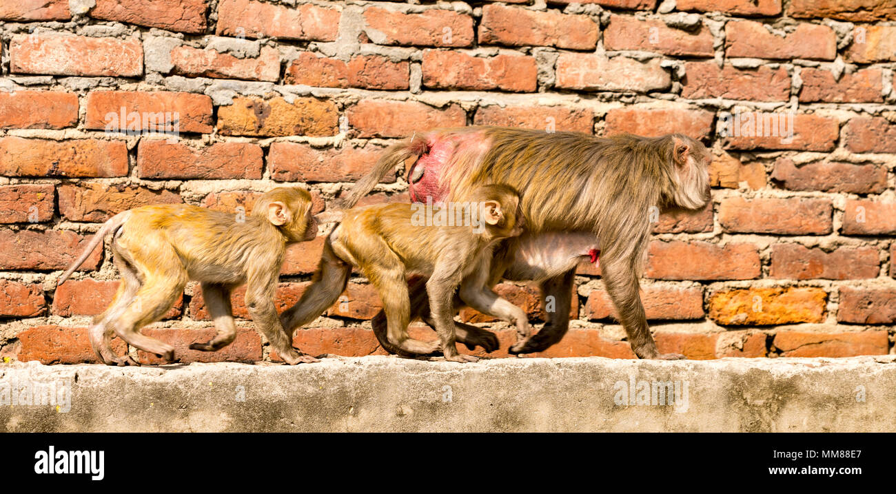 India monkeys road hi-res stock photography and images - Alamy