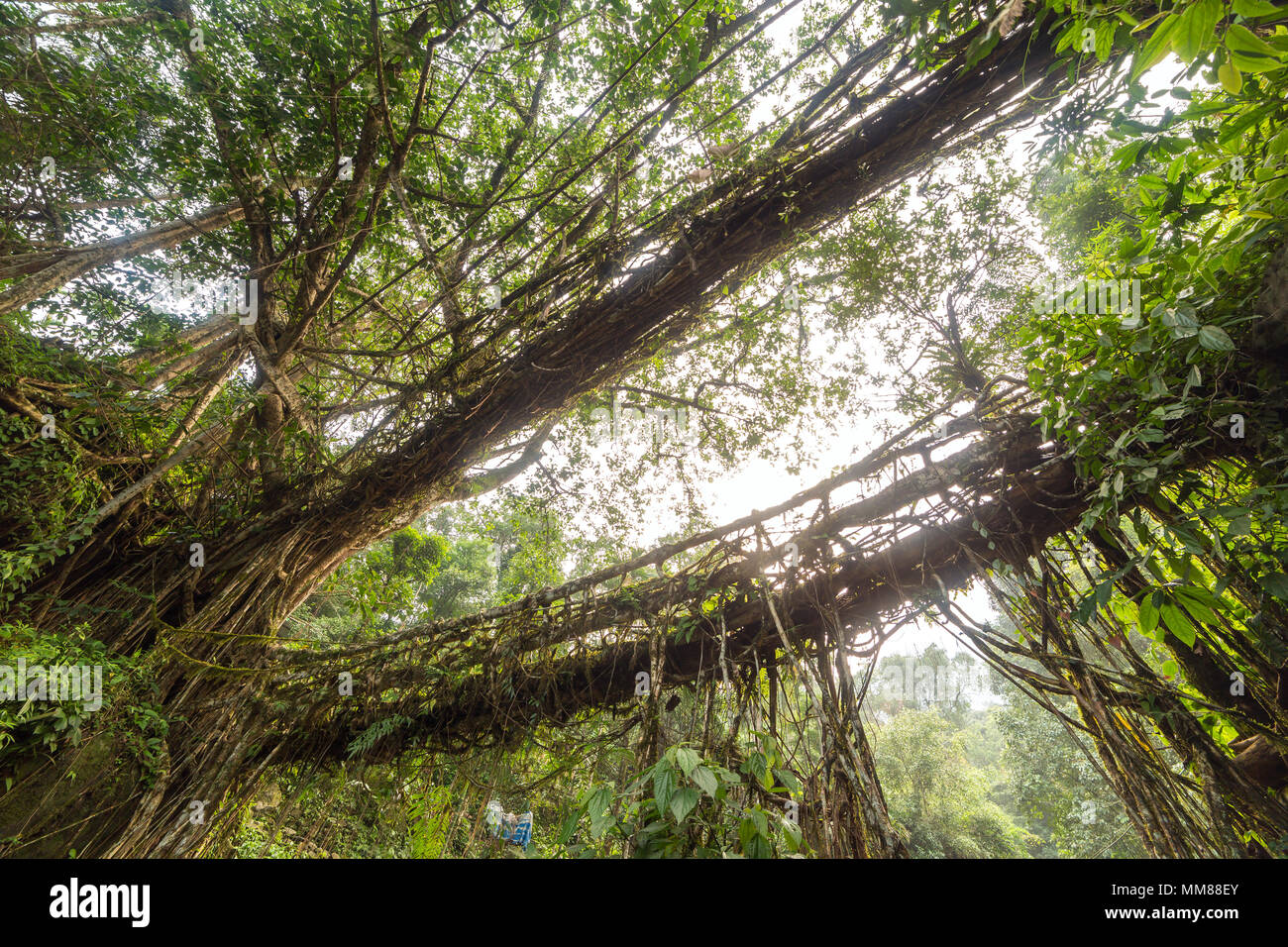 Famous Double Decker living roots bridge near Nongriat village ...