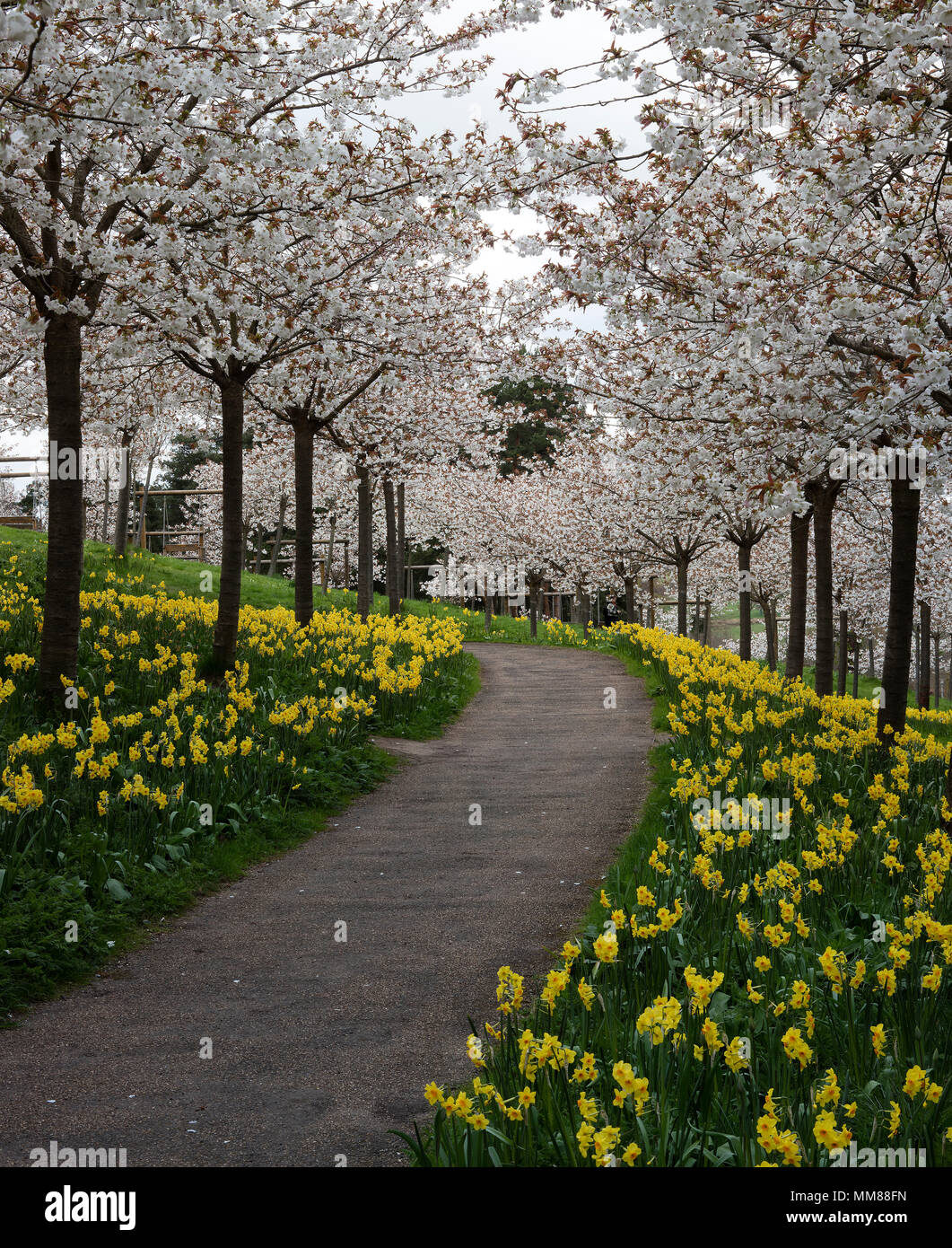 Cherry Orchard High Resolution Stock Photography and Images - Alamy