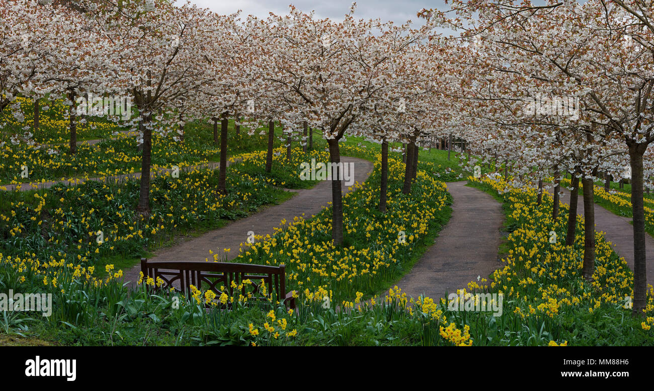 The Cherry Orchard in full bloom at The Alnwick Garden, Alnwick ...