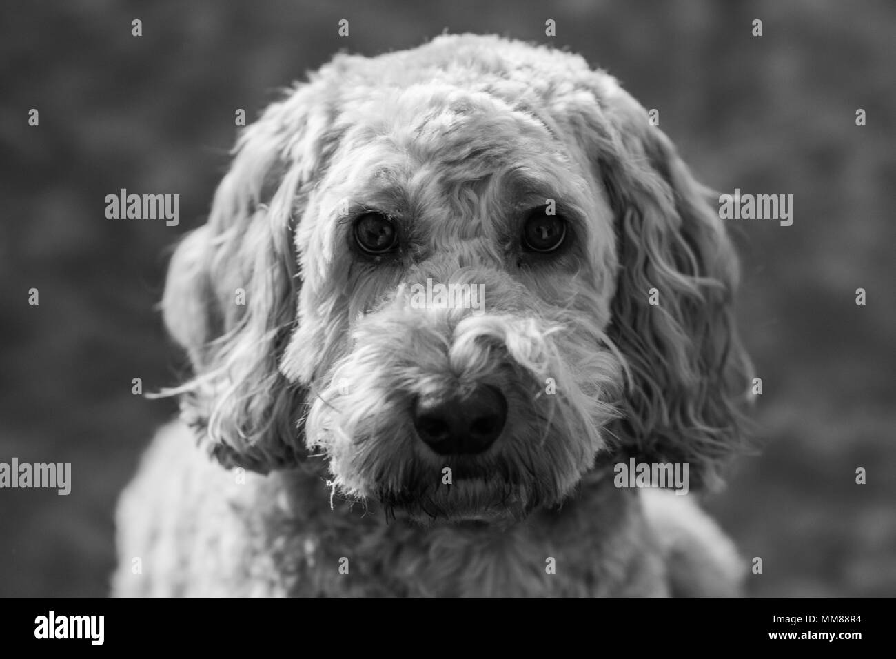 Cute black white cockapoo hi-res stock photography and images - Alamy