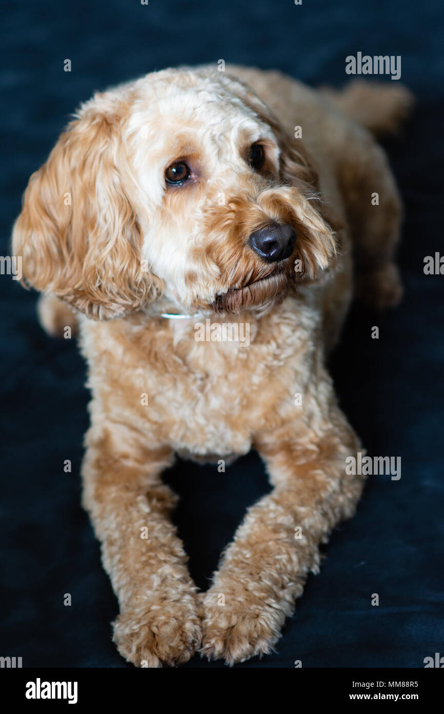 Apricot cockapoo hi-res stock photography and images - Alamy