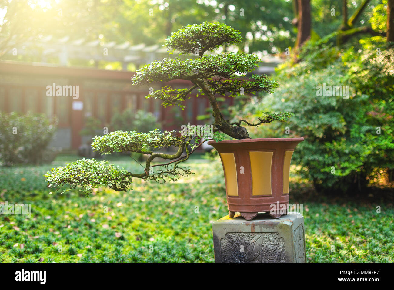 Traditional bonsai hi-res stock photography and images - Alamy