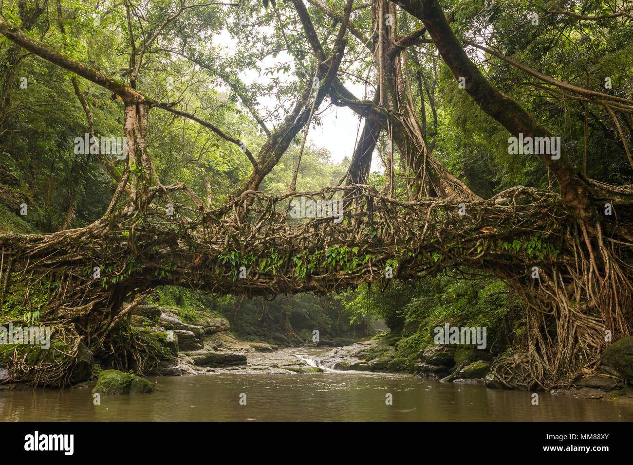 Living roots bridge near Riwai village, Cherrapunjee, Meghalaya, India ...