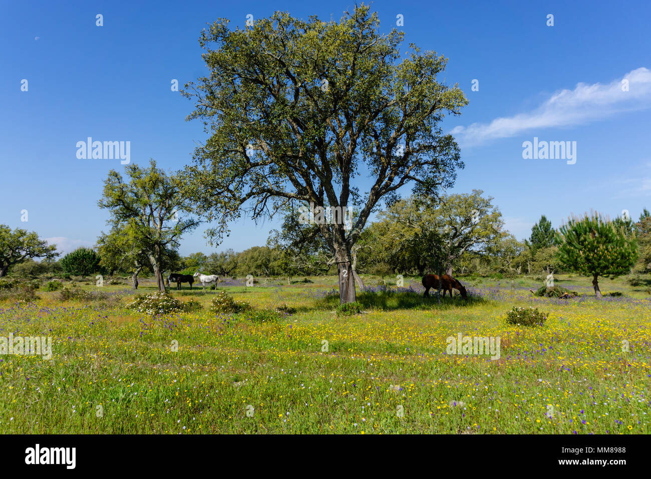 Field with horse grazing hi-res stock photography and images - Alamy