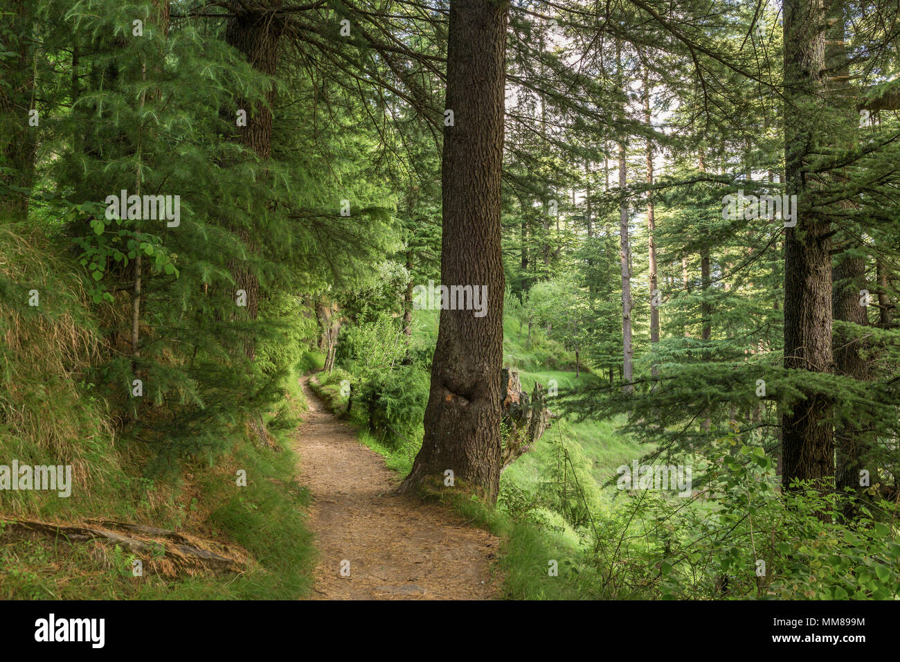 Wilderness forest hi-res stock photography and images - Alamy
