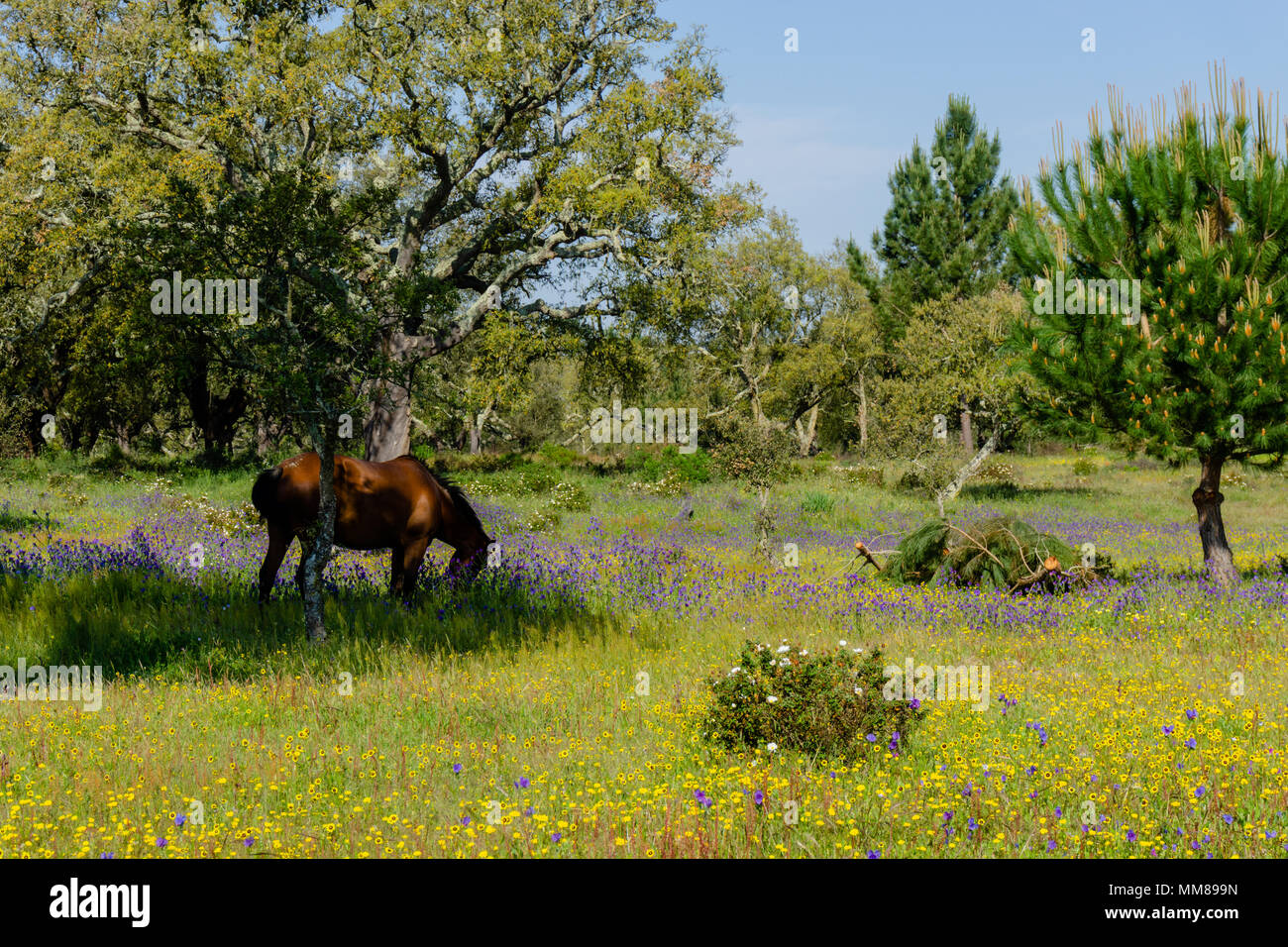 Field with horse grazing hi-res stock photography and images - Alamy