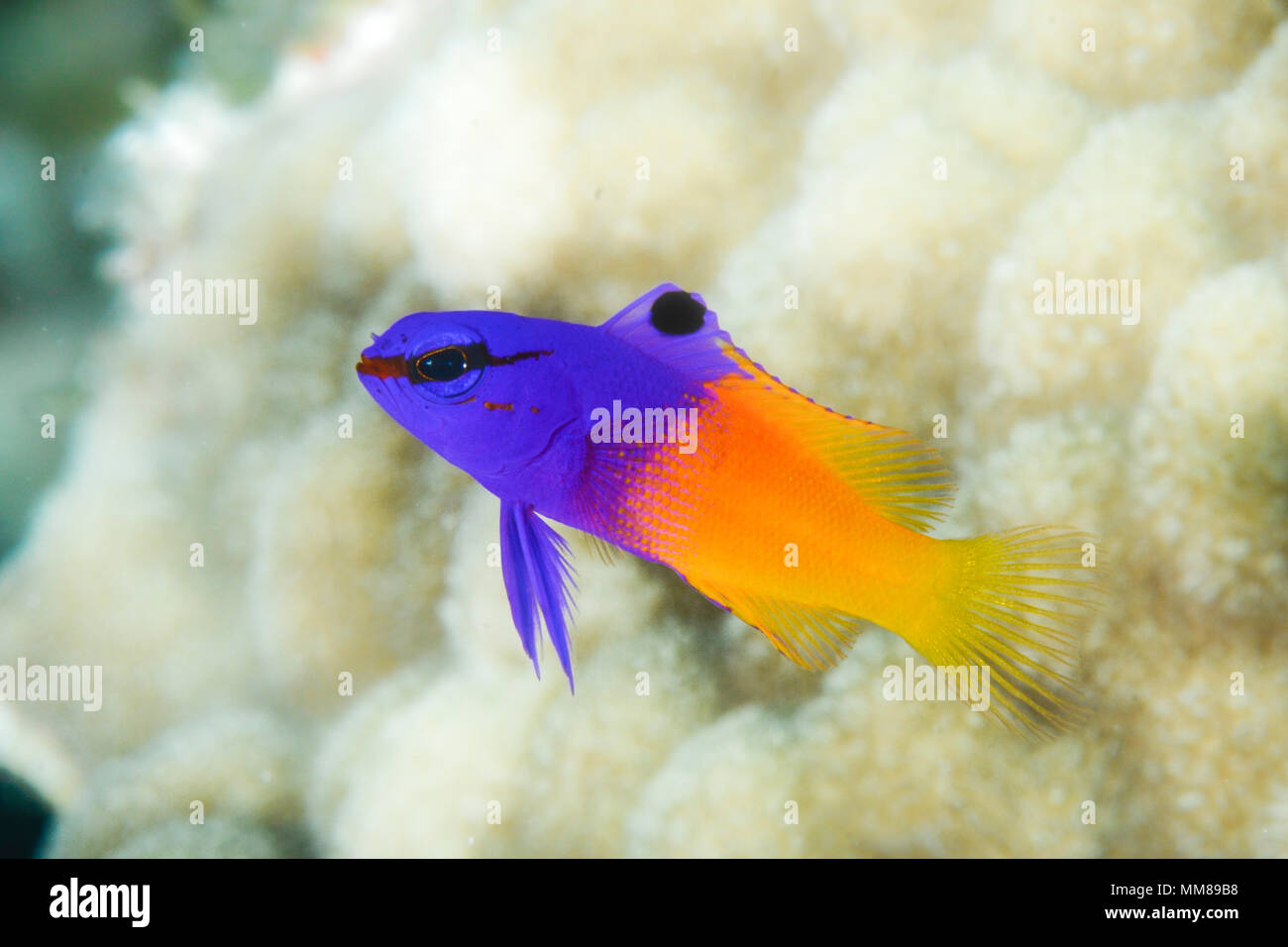 Fairy basslet hi-res stock photography and images - Alamy
