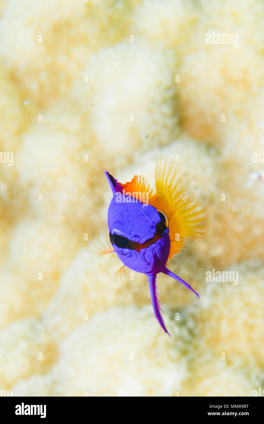 Reef basslet hi-res stock photography and images - Alamy