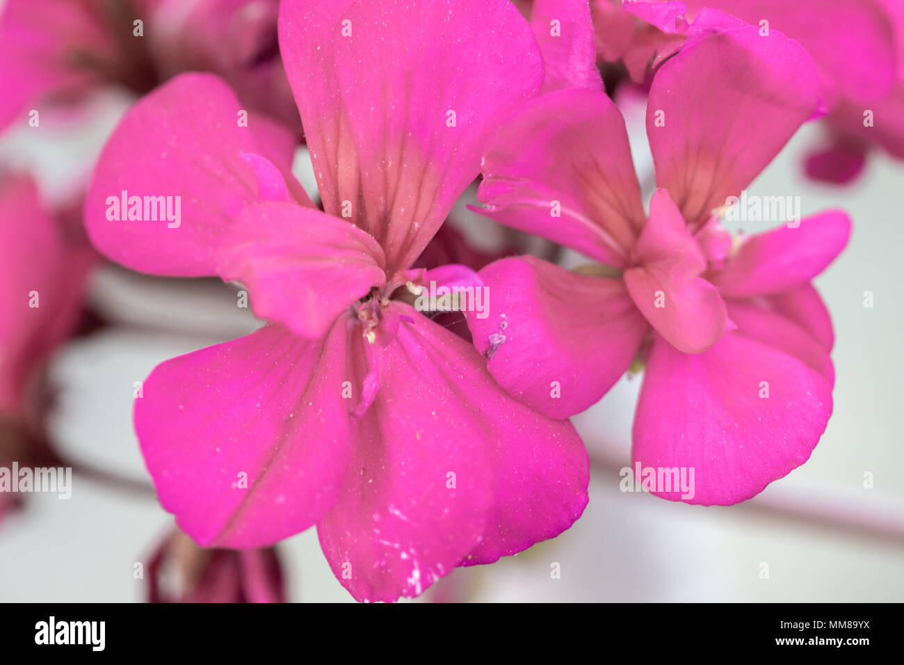 Palmately Cleft Leaves High Resolution Stock Photography and Images - Alamy