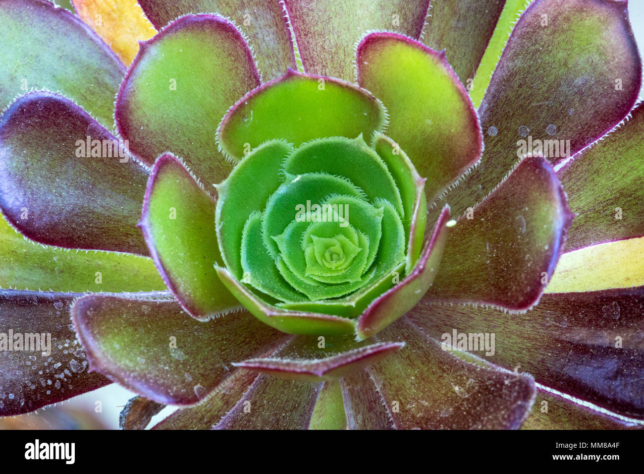 Aeonium arboretum red and green hi-res stock photography and images - Alamy