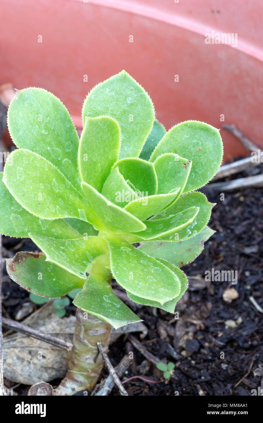 Aeonium arboretum hi-res stock photography and images - Alamy