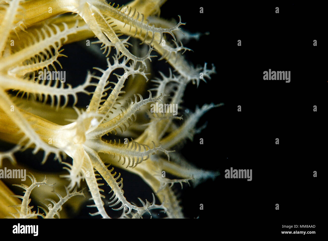 Small polyps hi-res stock photography and images - Alamy