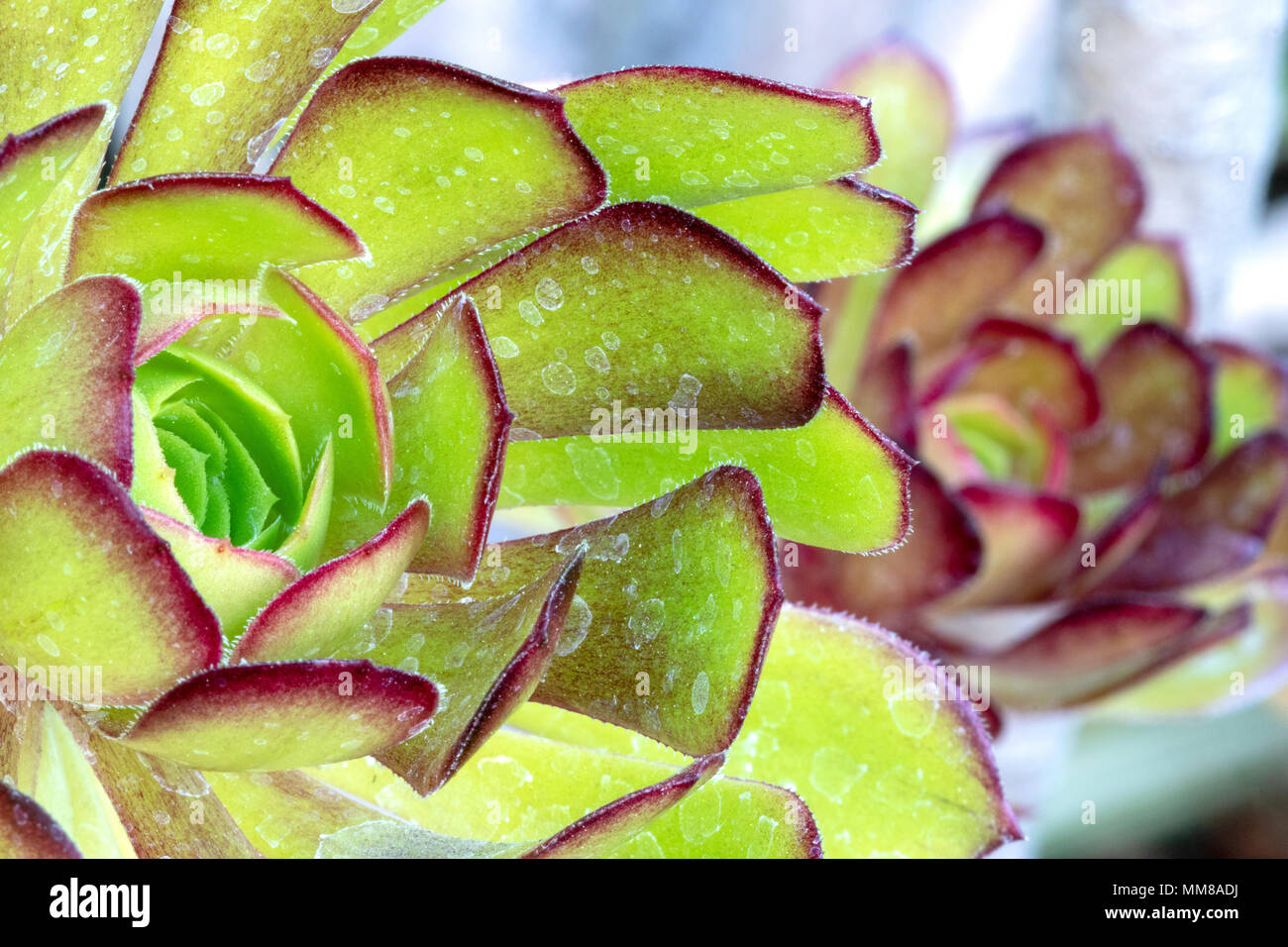 Aeonium arboretum hi-res stock photography and images - Alamy