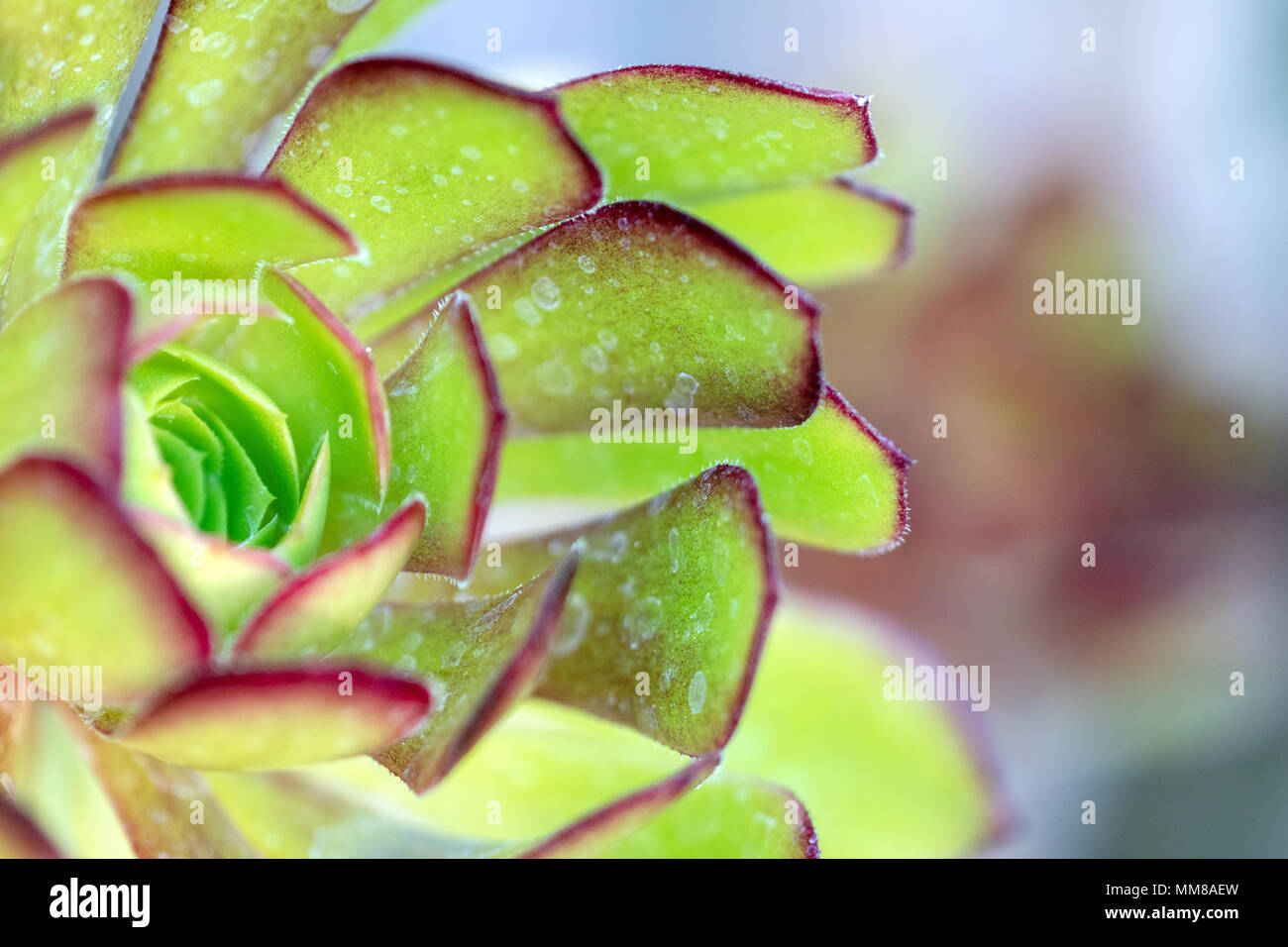 Aeonium arboretum red and green hi-res stock photography and images - Alamy