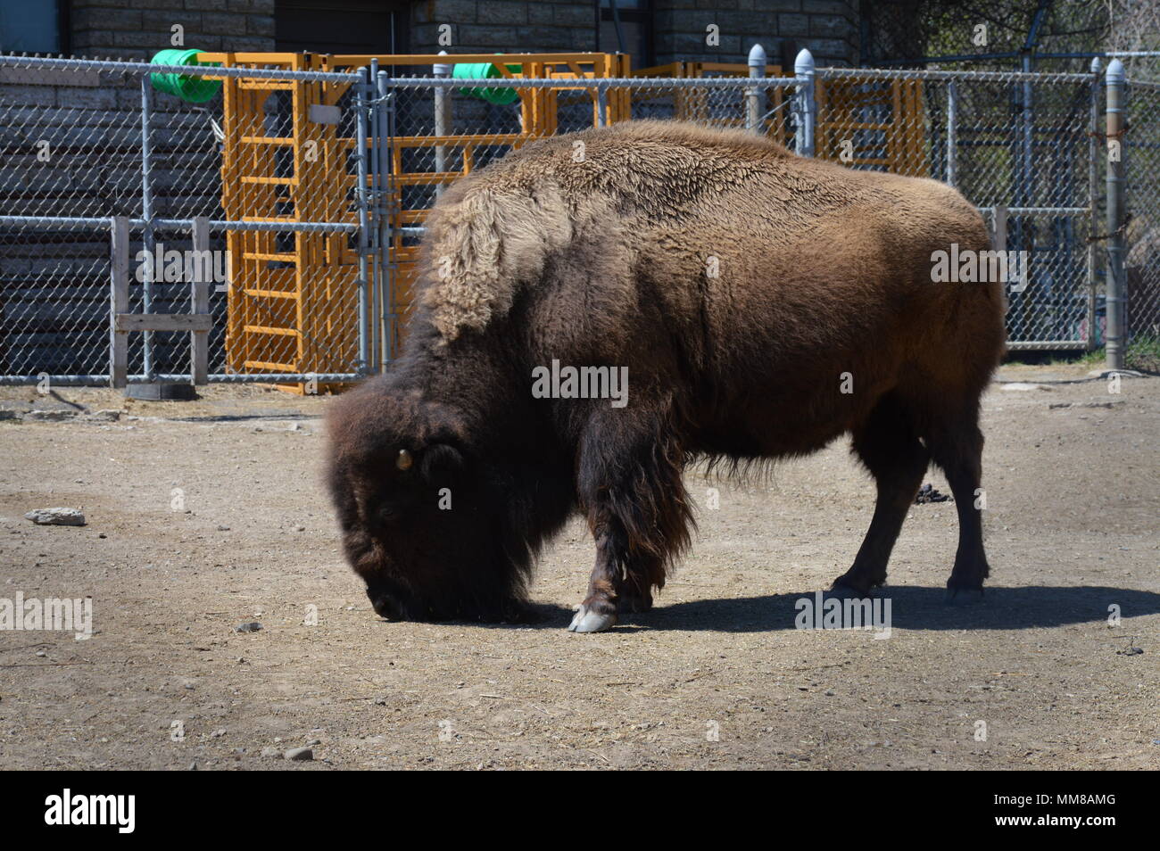 Bison animal side view hi-res stock photography and images - Alamy