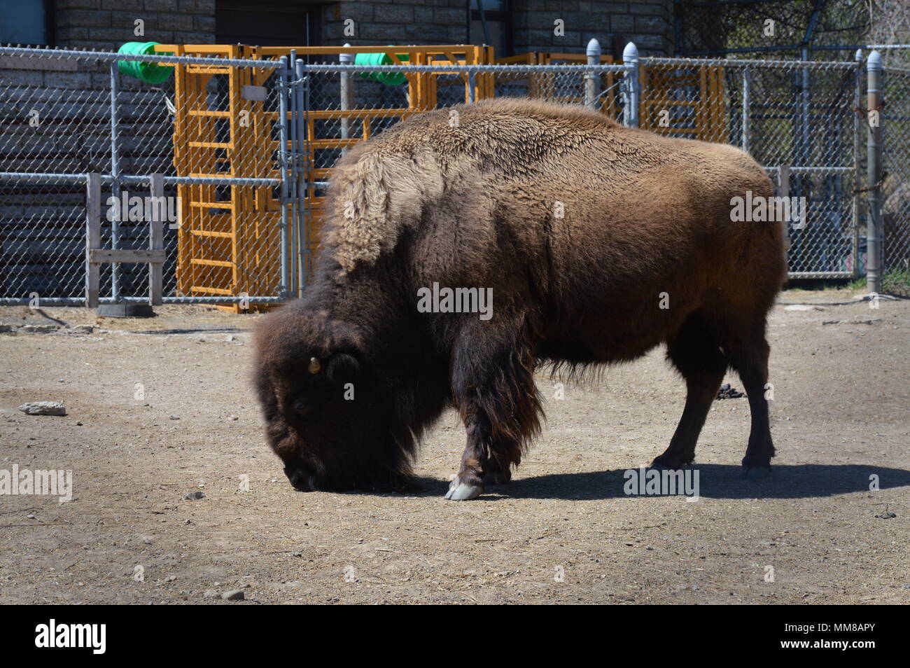 Bison animal side view hi-res stock photography and images - Alamy