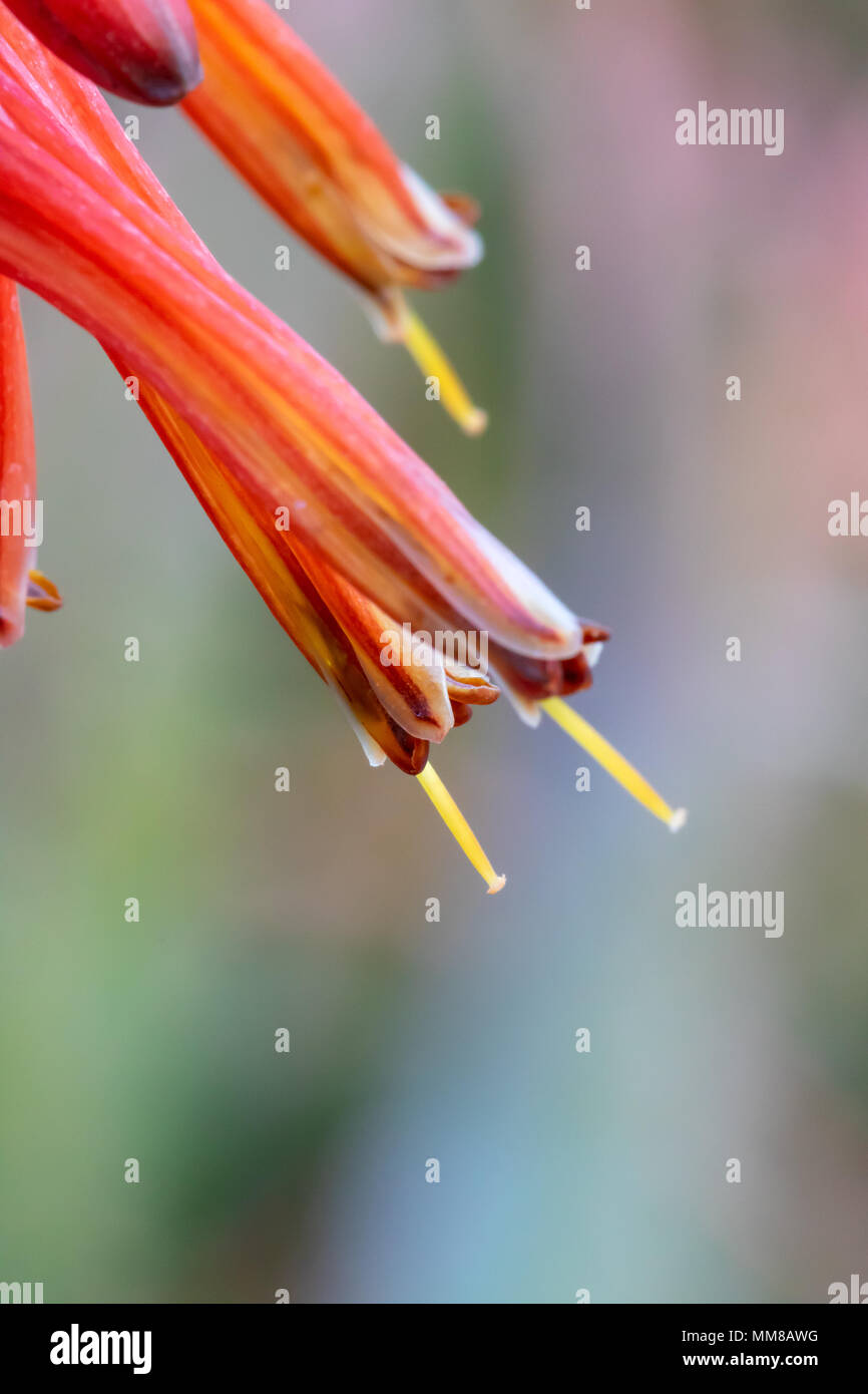 A closeup photograph of an Aloe vera plant Stock Photo - Alamy