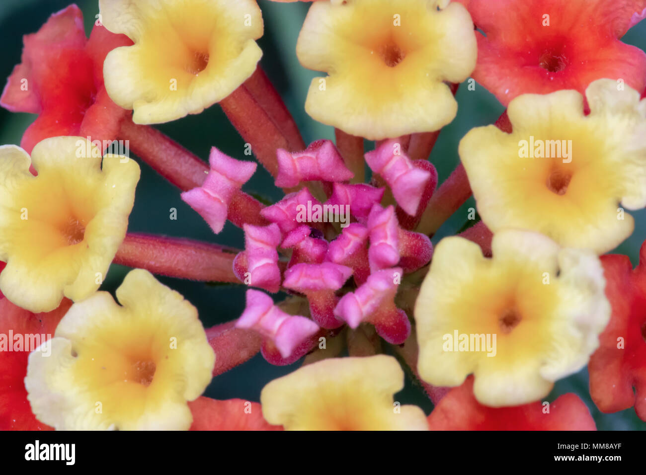 Multi colored flower border hi-res stock photography and images - Alamy