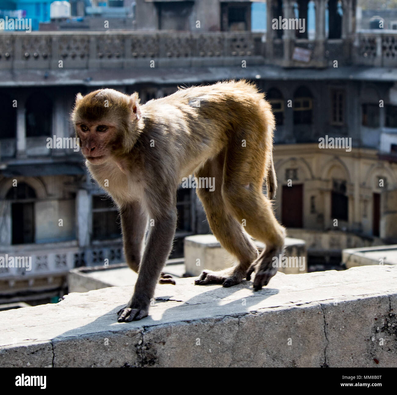 Urban monkey walks on a wall in Dehli, India Stock Photo - Alamy