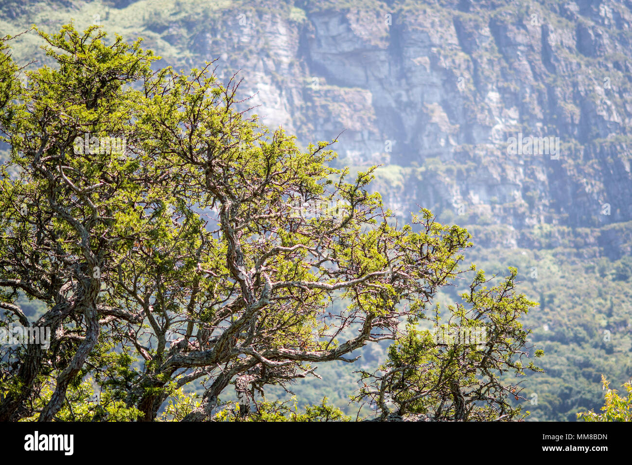 Trees backdropped by Table Mountain at the Kirstenbosch Botanical ...