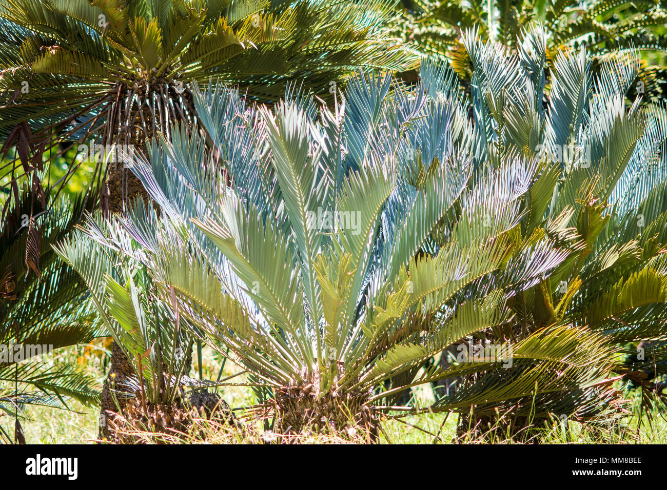 Cycad trees hi-res stock photography and images - Alamy