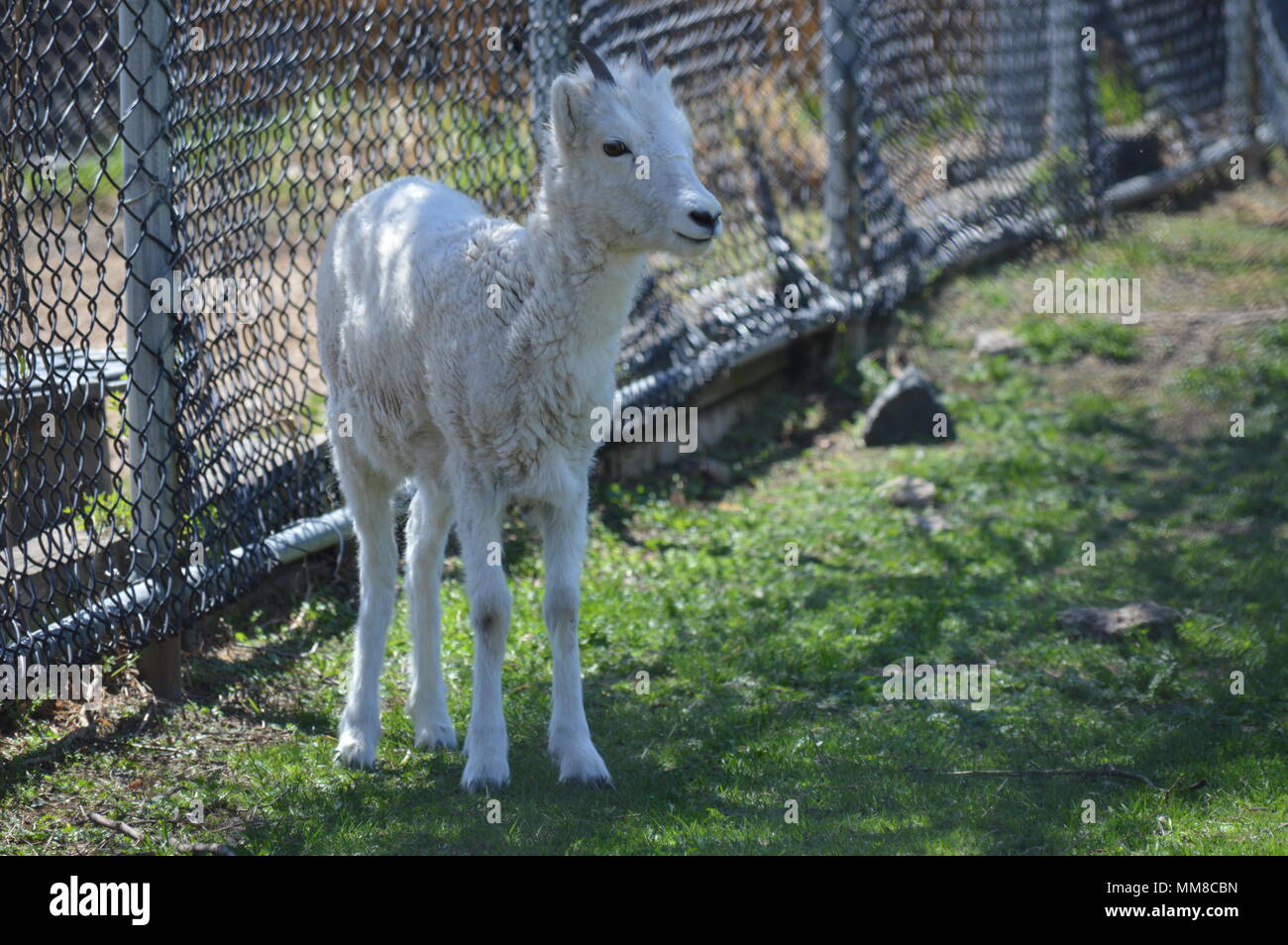 Wildlife sheep hi-res stock photography and images - Alamy