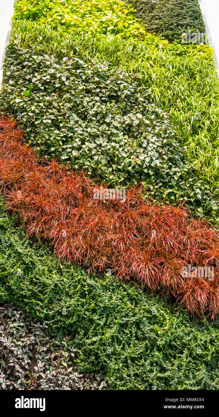 The Living Plant Wall in the Yawkey Gallery on the Charles River ...