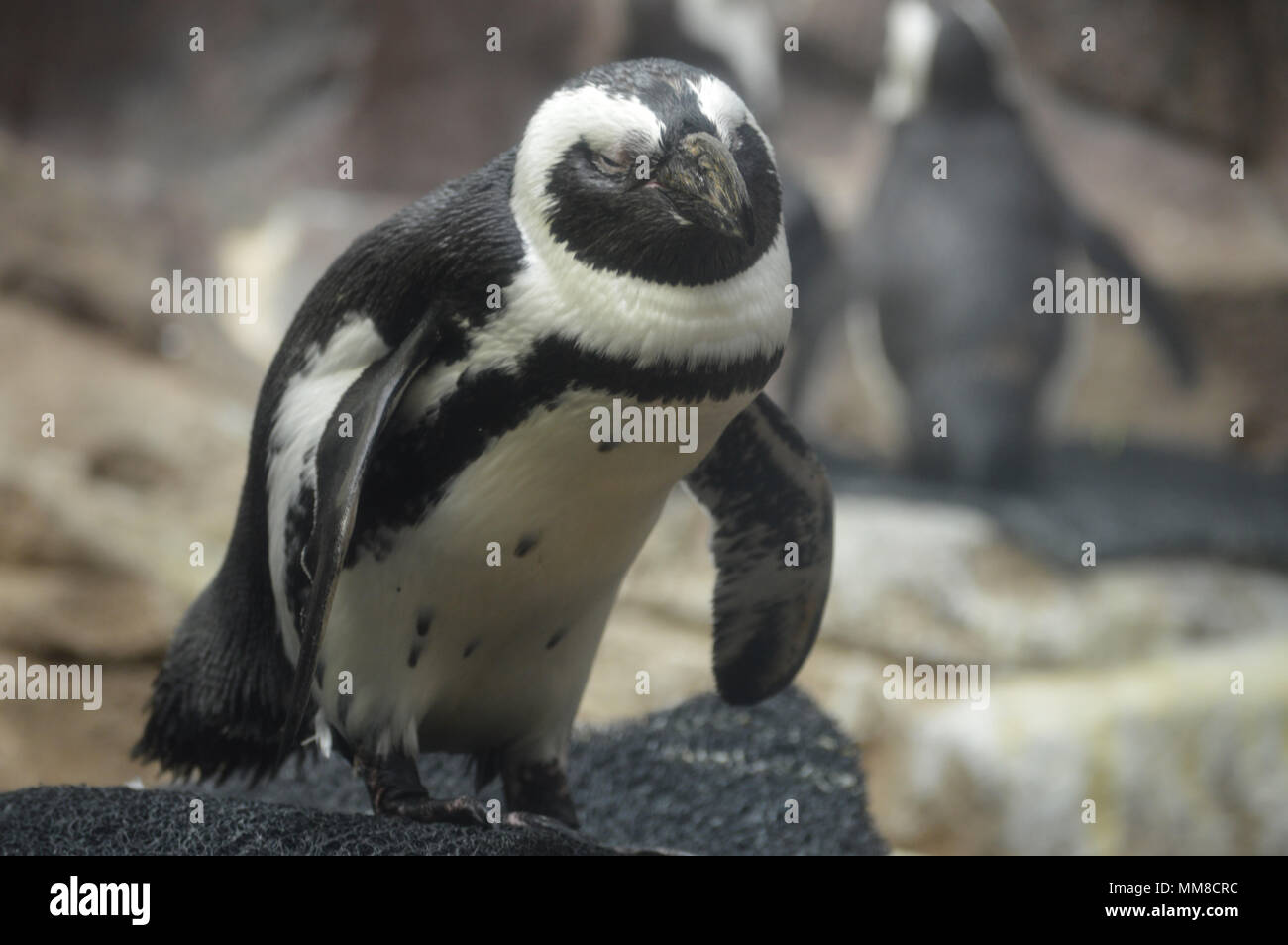 Pengiuns hi-res stock photography and images - Alamy