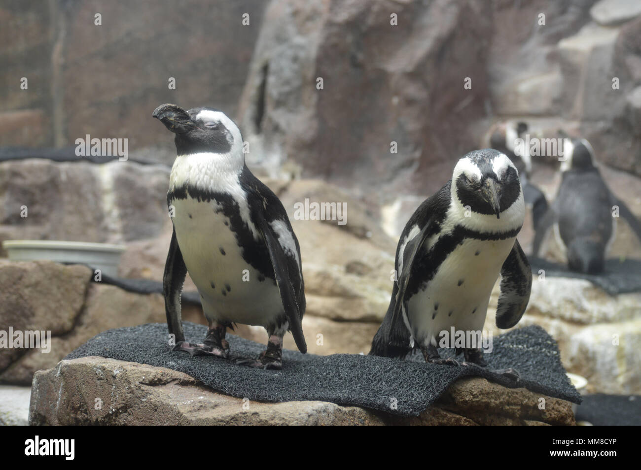 Pengiuns hi-res stock photography and images - Alamy