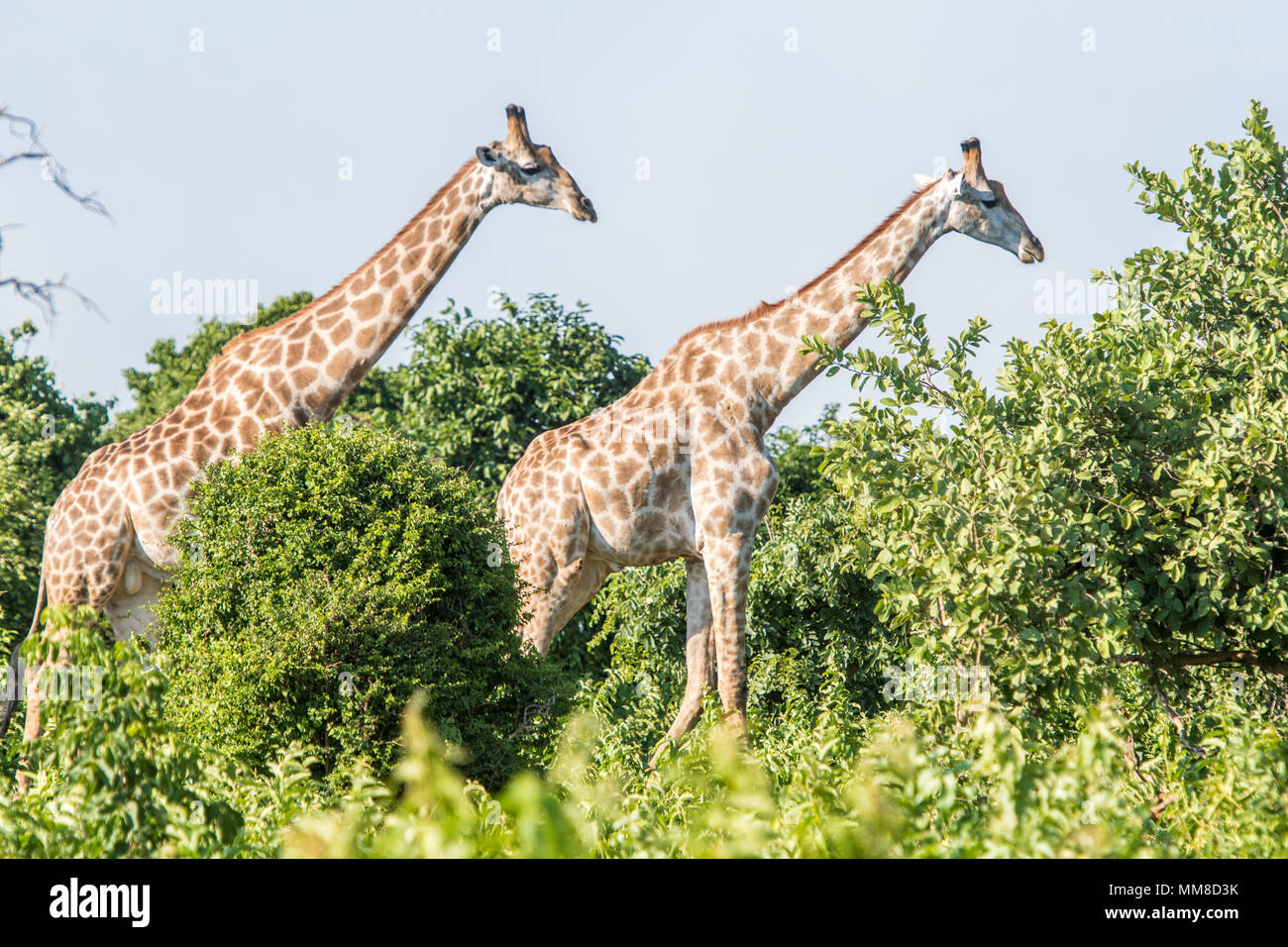 Two giraffes (Giraffa) use their long legs to walk through tall ...