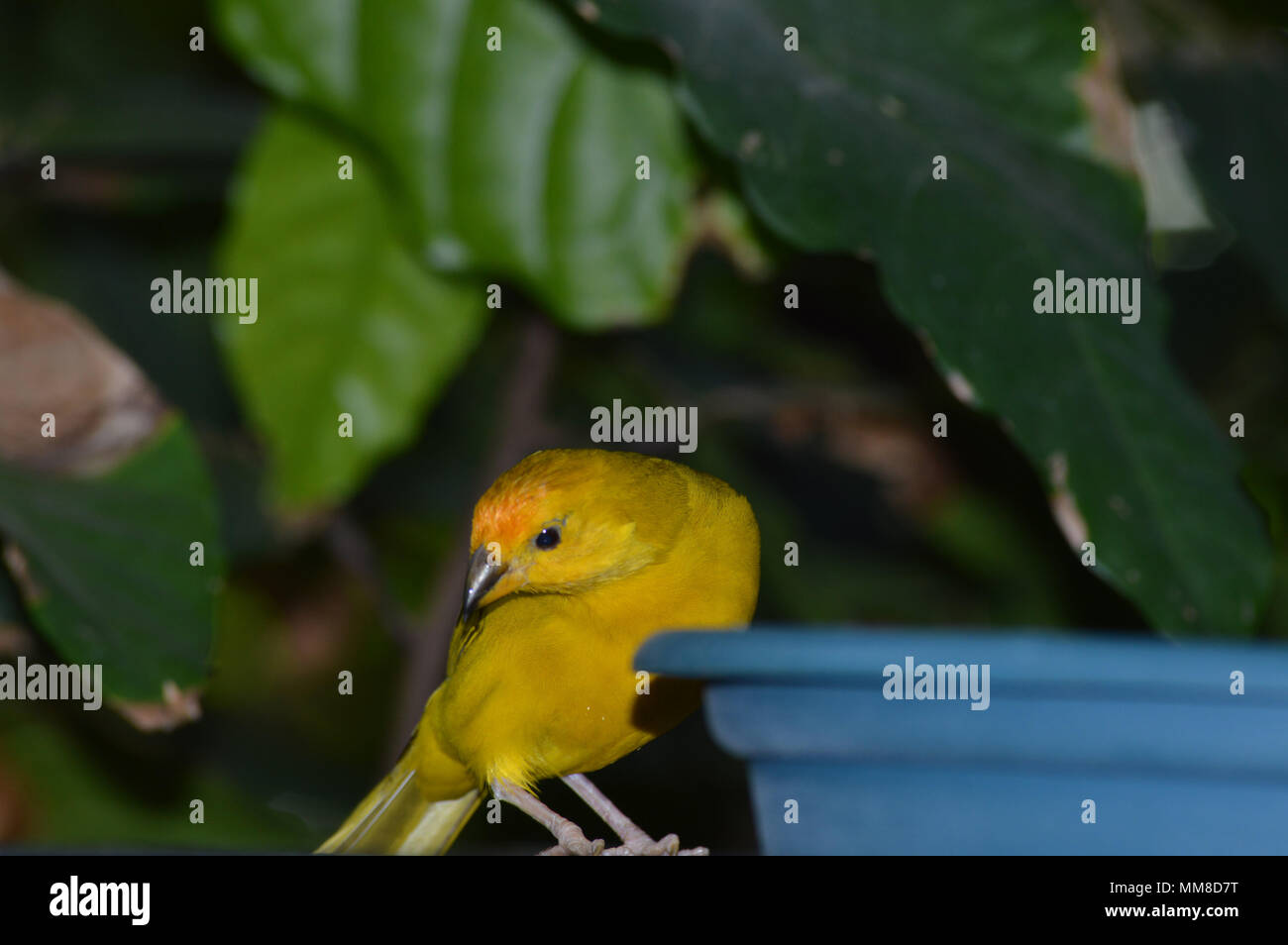 Tropical yellow bird Stock Photo - Alamy