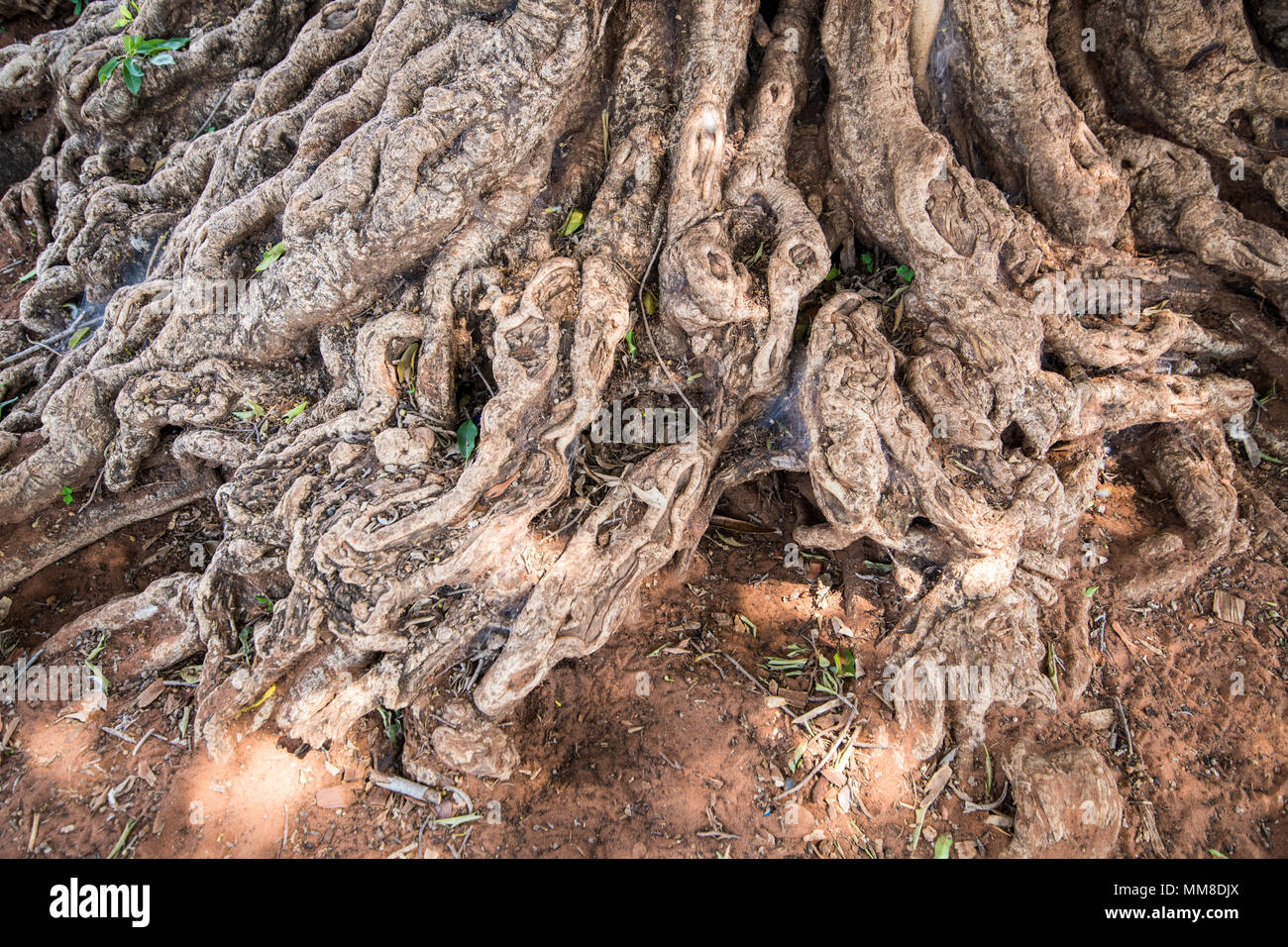 Tangled exposed roots hi-res stock photography and images - Alamy