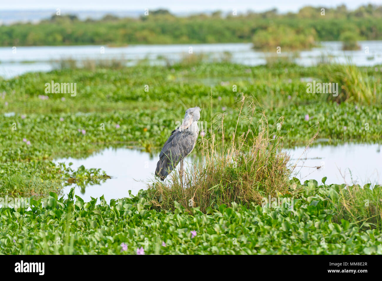Shoe-billed Stork in the Marshes of the Victoria Nile Stock Photo - Alamy