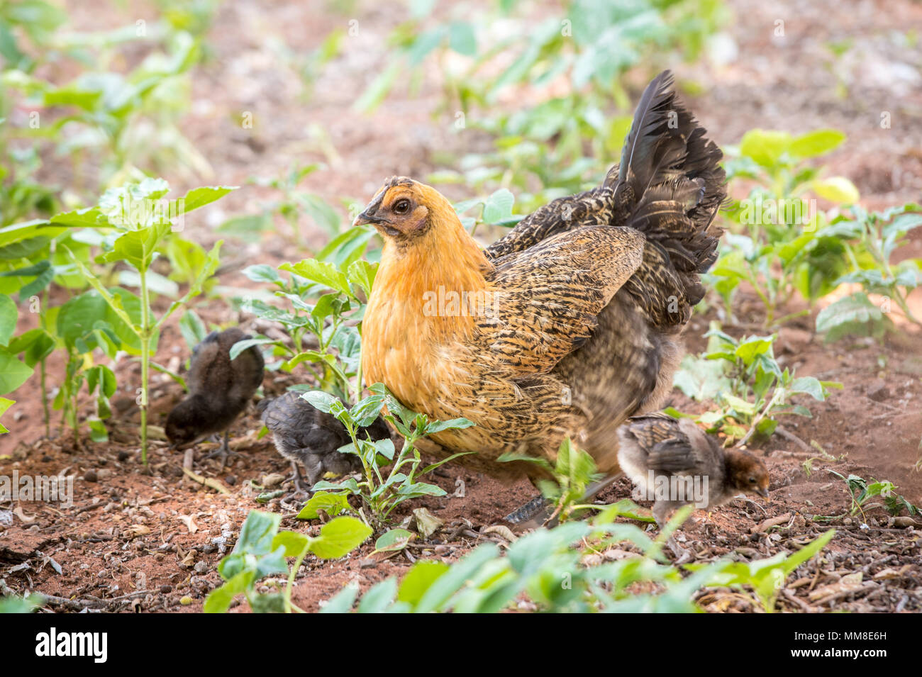 Mother hen standing in field as her baby chicks peck at the ground ...