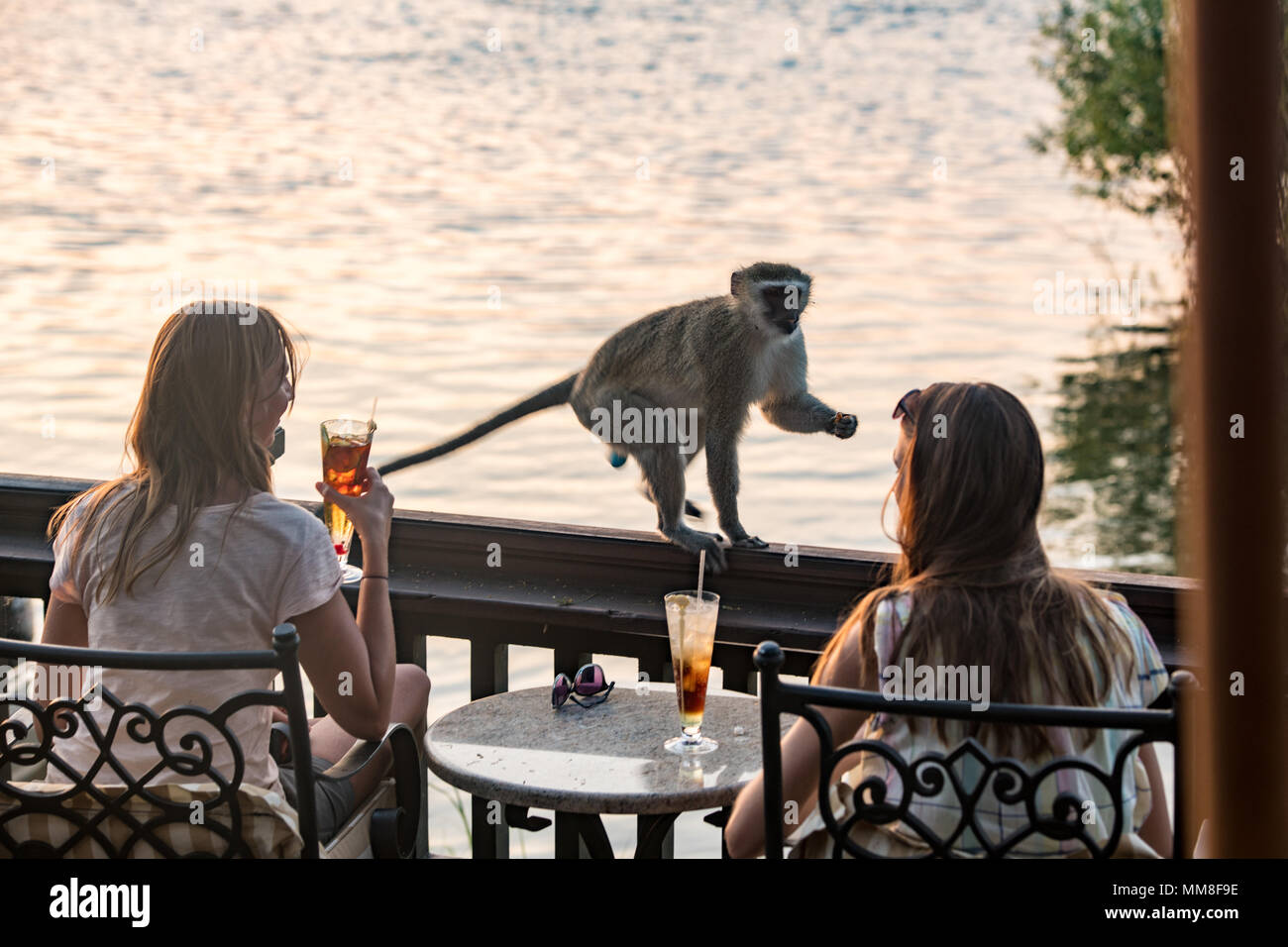 Two women on Zambezi River enjoy drinks as a Vervet monkey approaches ...