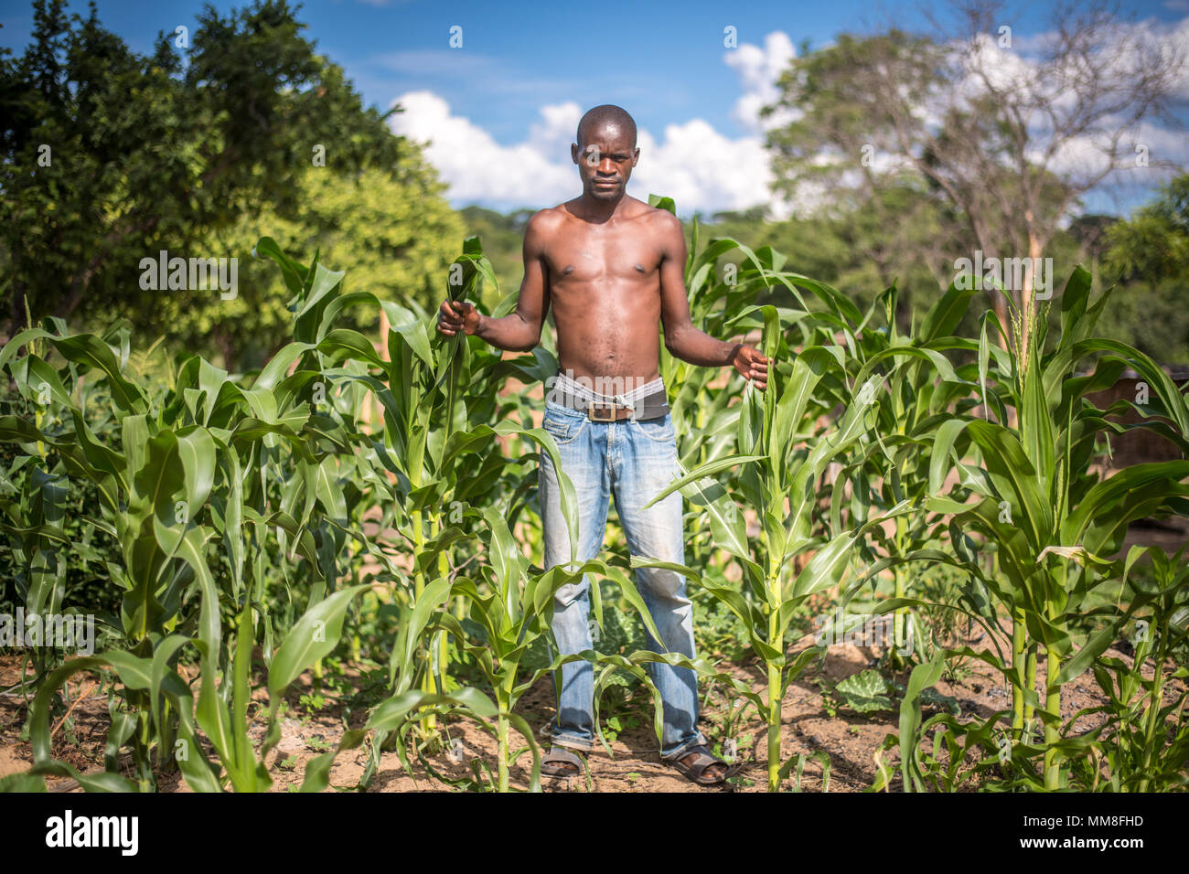 A young Zambian man stands with his crop of corn in a village in ...