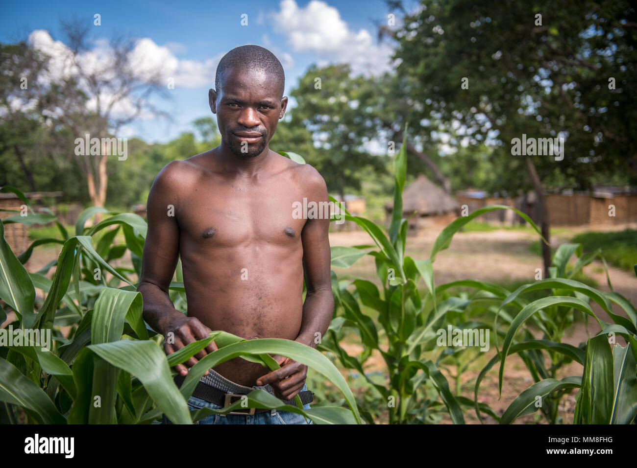 A young Zambian man stands with his crop of corn in a village in ...