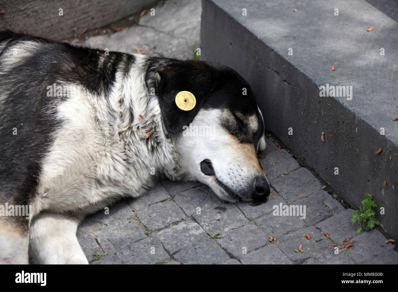 Can A Neutered Dog Still Knot