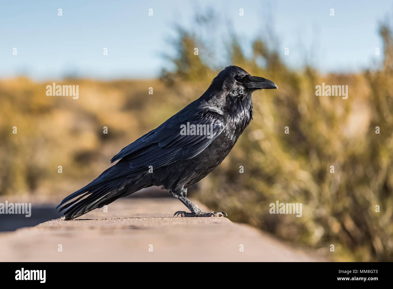 Common Raven, Corvus corax, habituated to park visitors, waiting at an ...