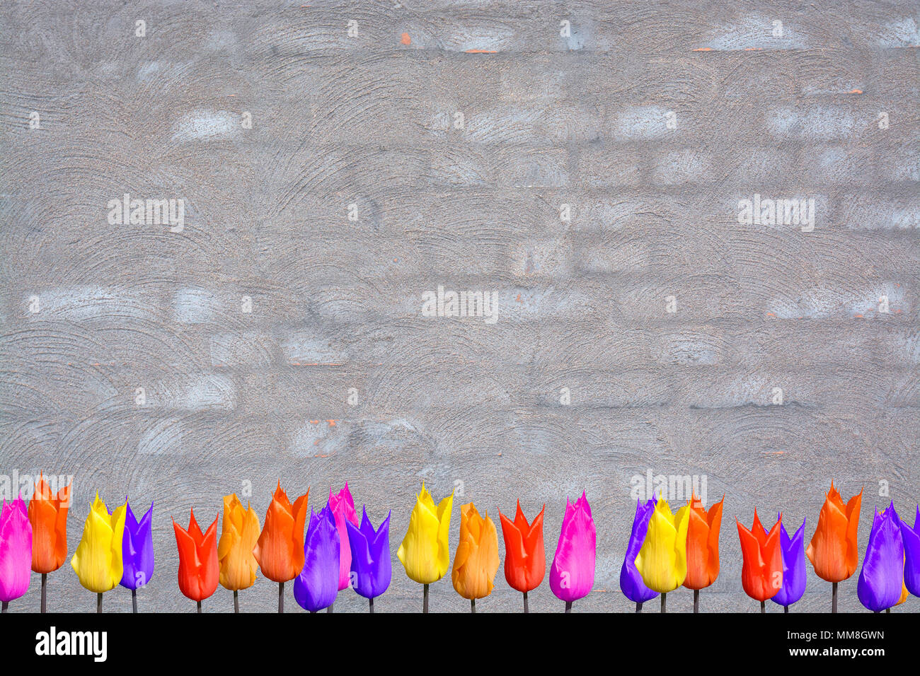 Bright tulips on washed brick wall background texture for copy Stock ...