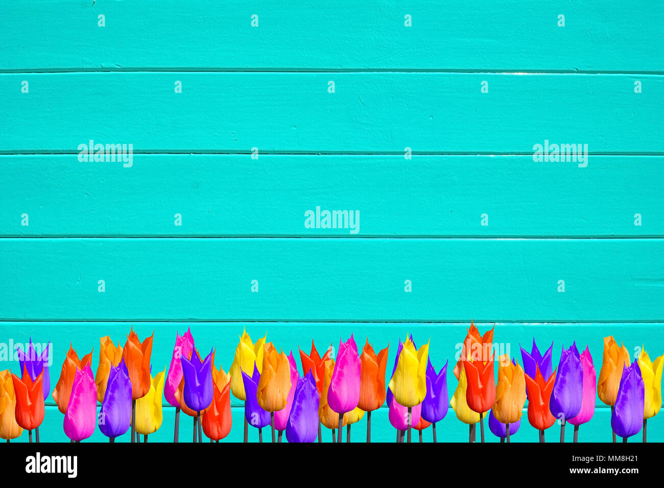 Tulips on turquoise painted wood background Stock Photo - Alamy