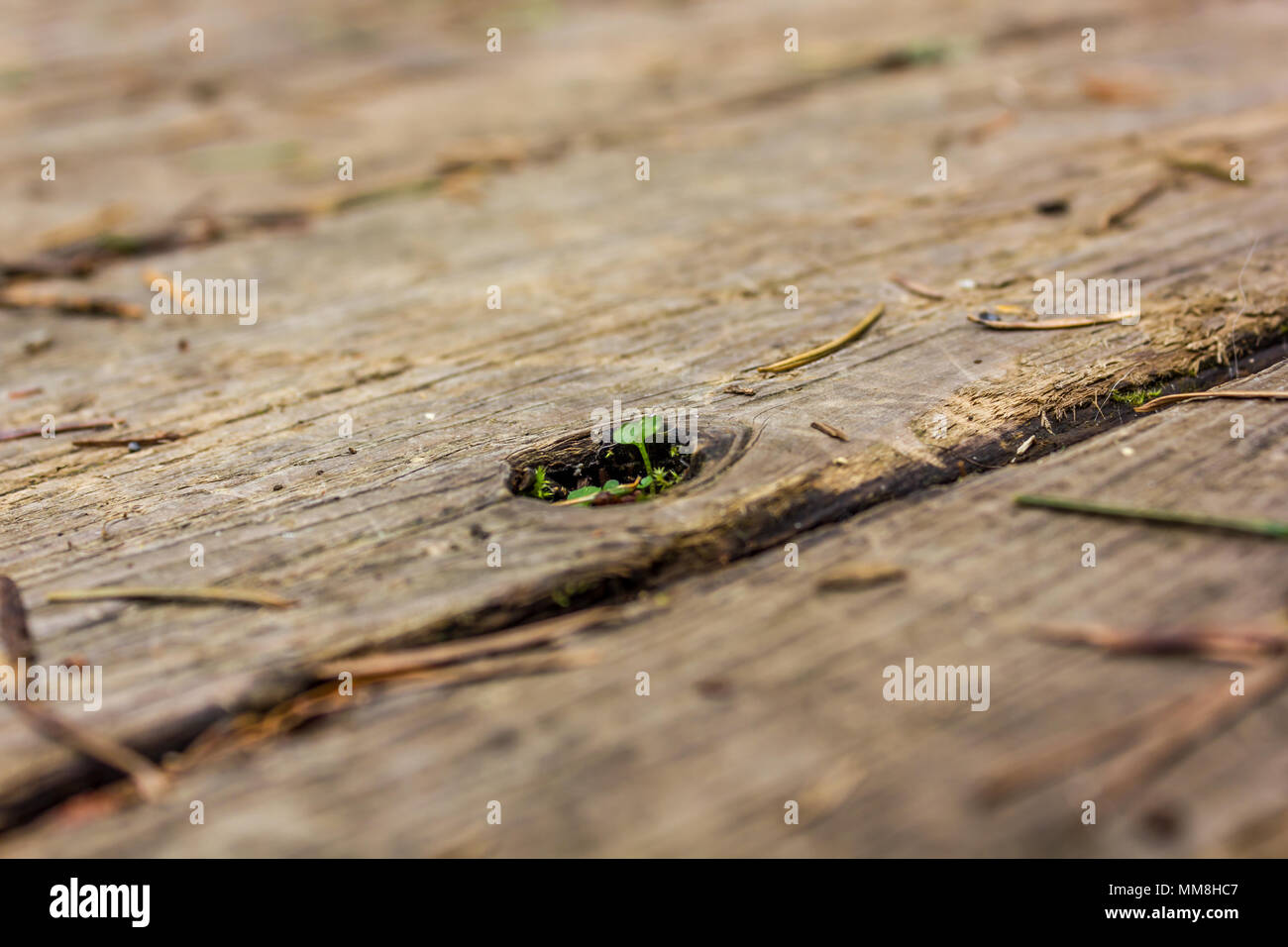 small weed rising out of a knot hole Stock Photo - Alamy
